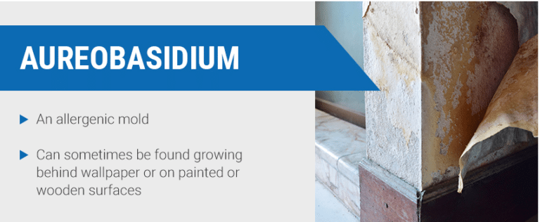 What is an acceptable indoor mold spore count? - MoldGone.net