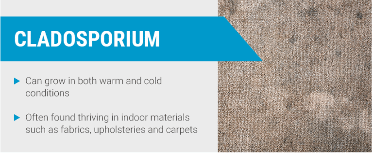 What is an acceptable indoor mold spore count? | MoldGone.net