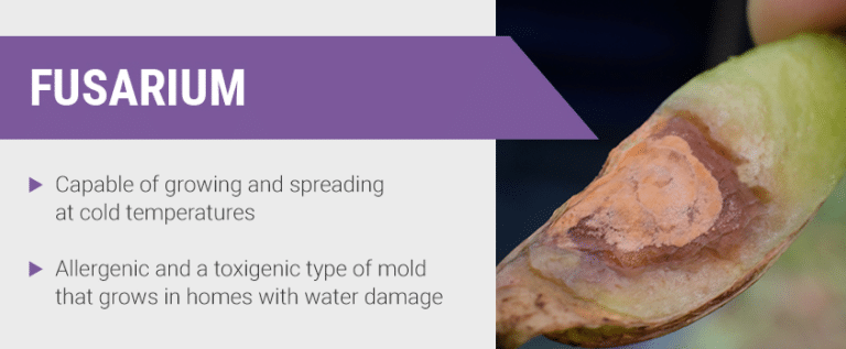 What is an acceptable indoor mold spore count? - MoldGone.net