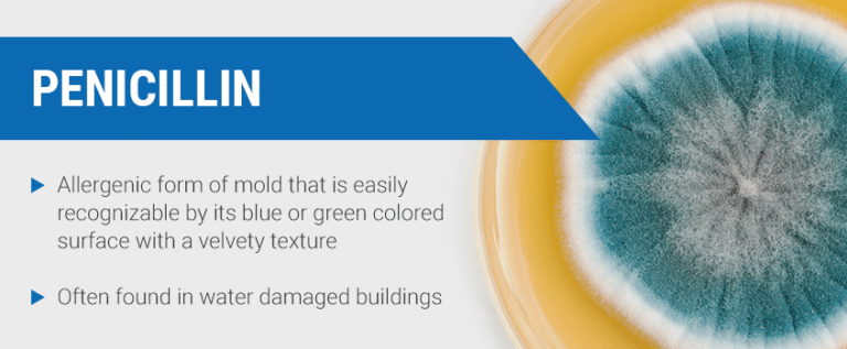 What is an acceptable indoor mold spore count? - MoldGone.net