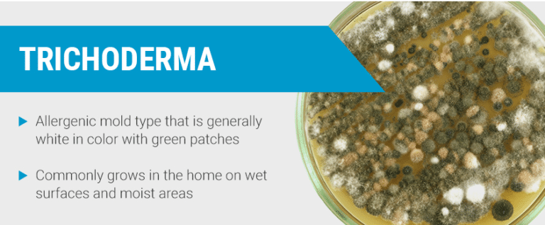 What is an acceptable indoor mold spore count? - MoldGone.net