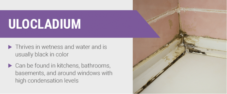 What is an acceptable indoor mold spore count? - MoldGone.net