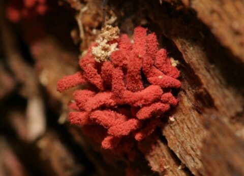 Red Mold in Your Maryland Home | MoldGone.net