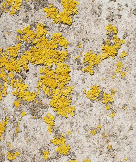 Yellow Mold in Your Maryland Home | MoldGone.net