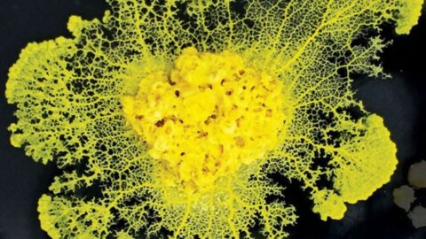 Yellow Mold in Your Maryland Home | MoldGone.net